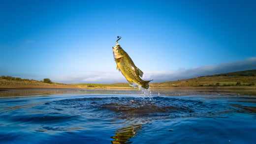 Catch the Big One: A guide to the best fishing places in the USA